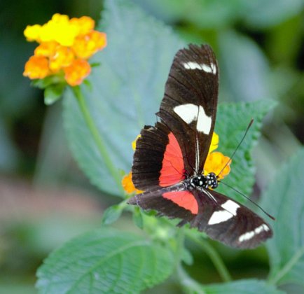 Vlinders