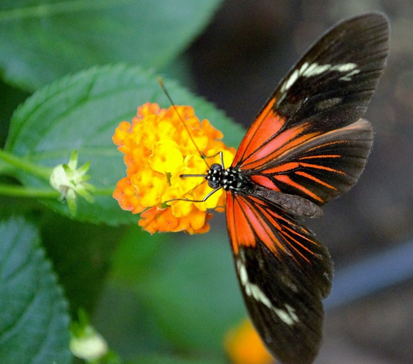 Vlinders