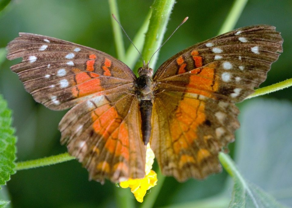 Vlinders
