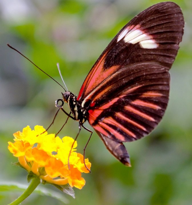 Vlinders