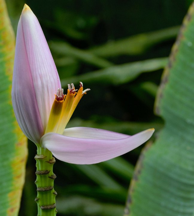Vlinders
