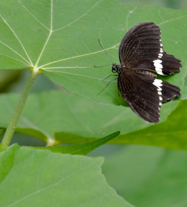 Vlinders