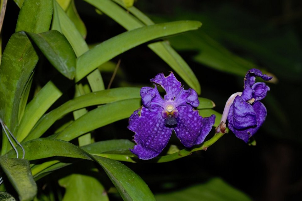Vlinders