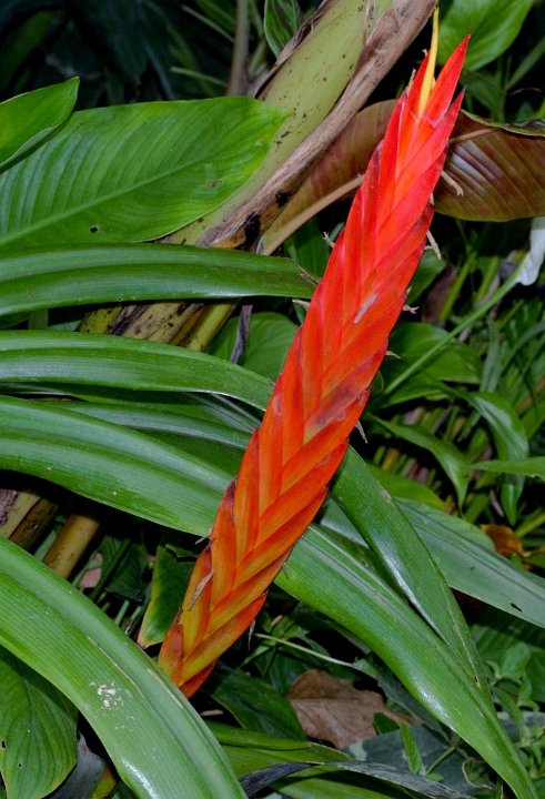 Vlinders