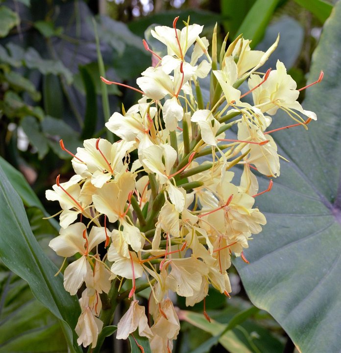 Vlinders
