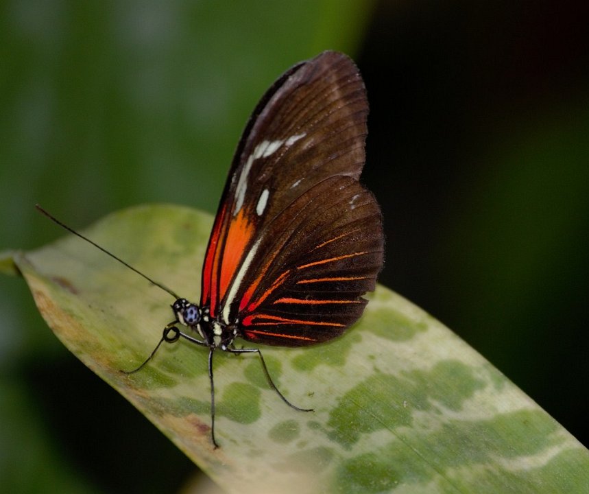 Vlinders