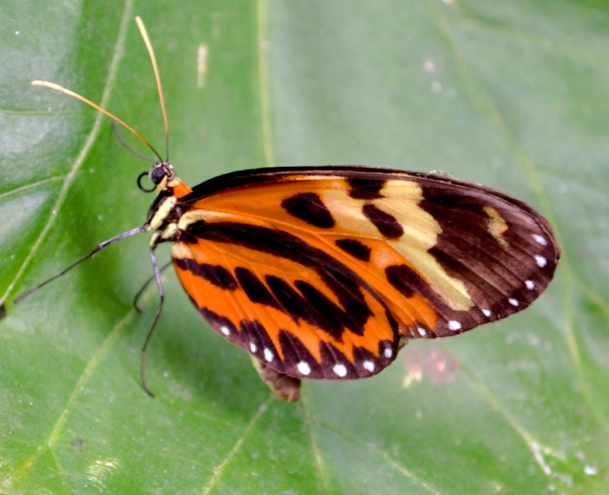 Vlinders