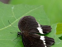 Vlinders