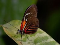 Vlinders
